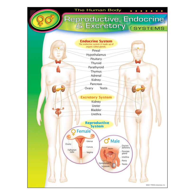 The Human Body–Reproductive, Endocrine, Excretory Systems Learning Cha ...