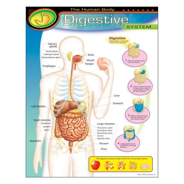 The Human Body–Digestive System Learning Chart – The Teacher's Store