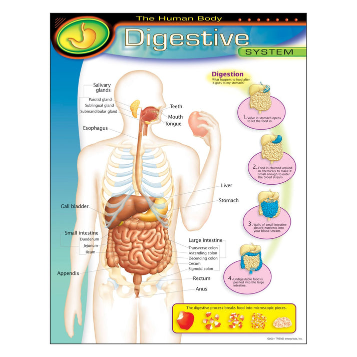 The Human Body–Digestive System Learning Chart – The Teacher's Store