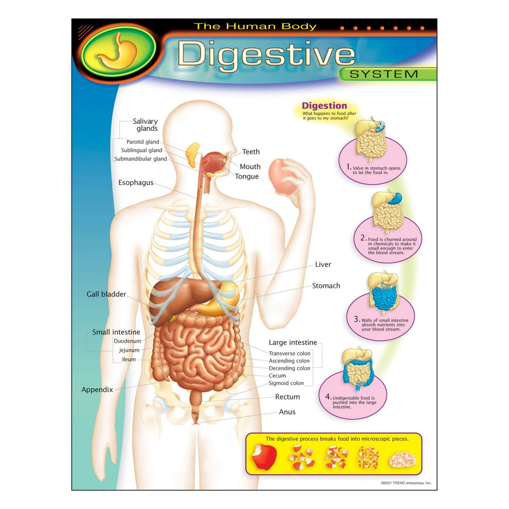 The Human Body–Digestive System Learning Chart – The Teacher's Store