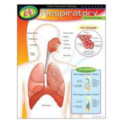 The Human Body–Respiratory System Learning Chart – The Teacher's Store